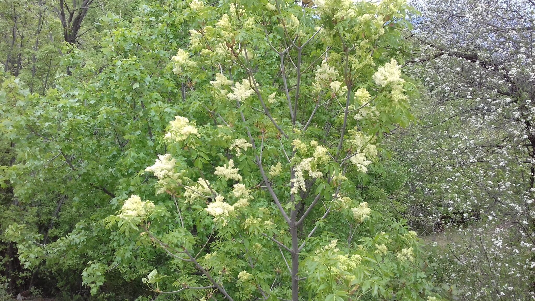 Procvjetala grana jasena kao znak simpatije - Naša Kostrena